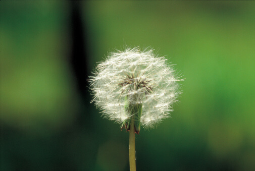 The Complex and Profound Effects of Trisomy 13 | DrGreene